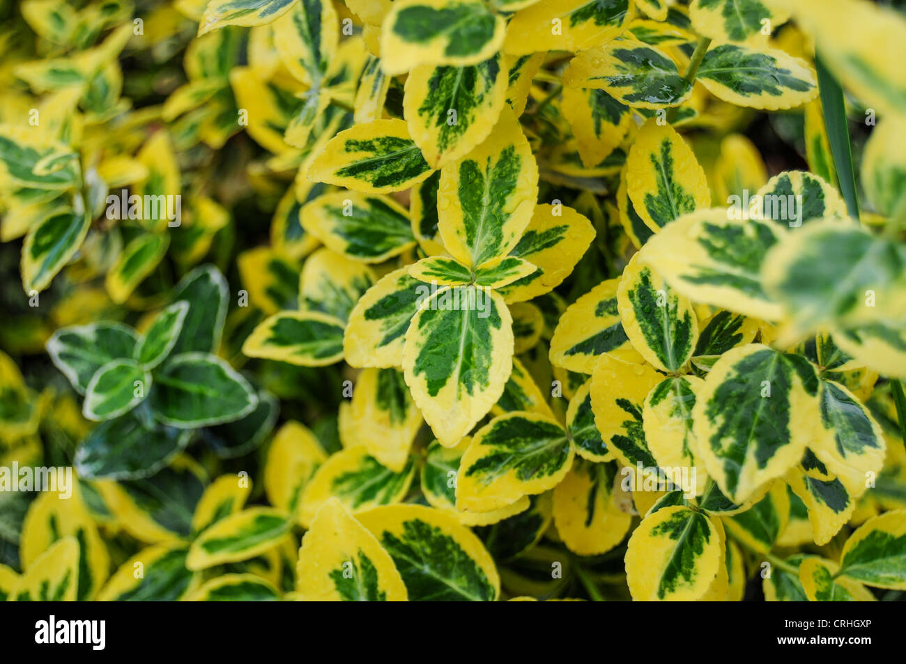 Background with yellow and green leaves Stock Photo - Alamy