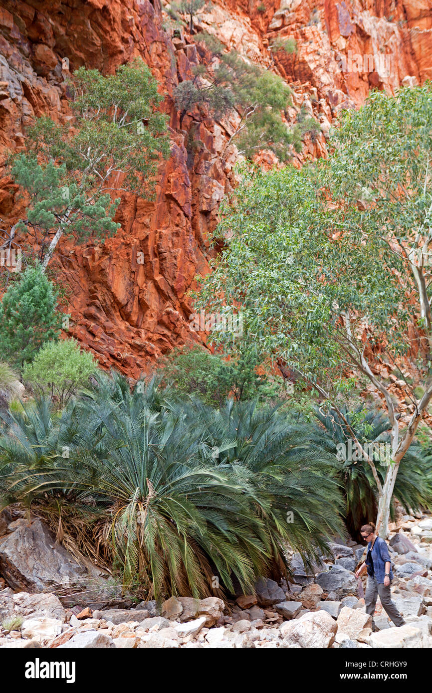Cycads in Inhalanga Pass in the West MacDonnell Ranges Stock Photo - Alamy