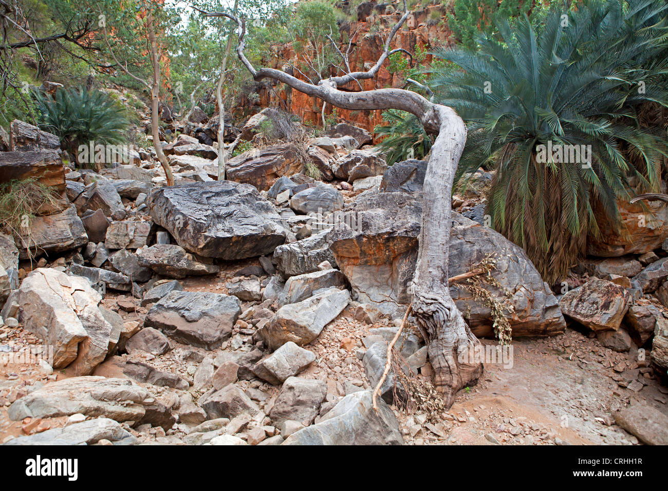 Macdonnell ranges cycad hi-res stock photography and images - Alamy