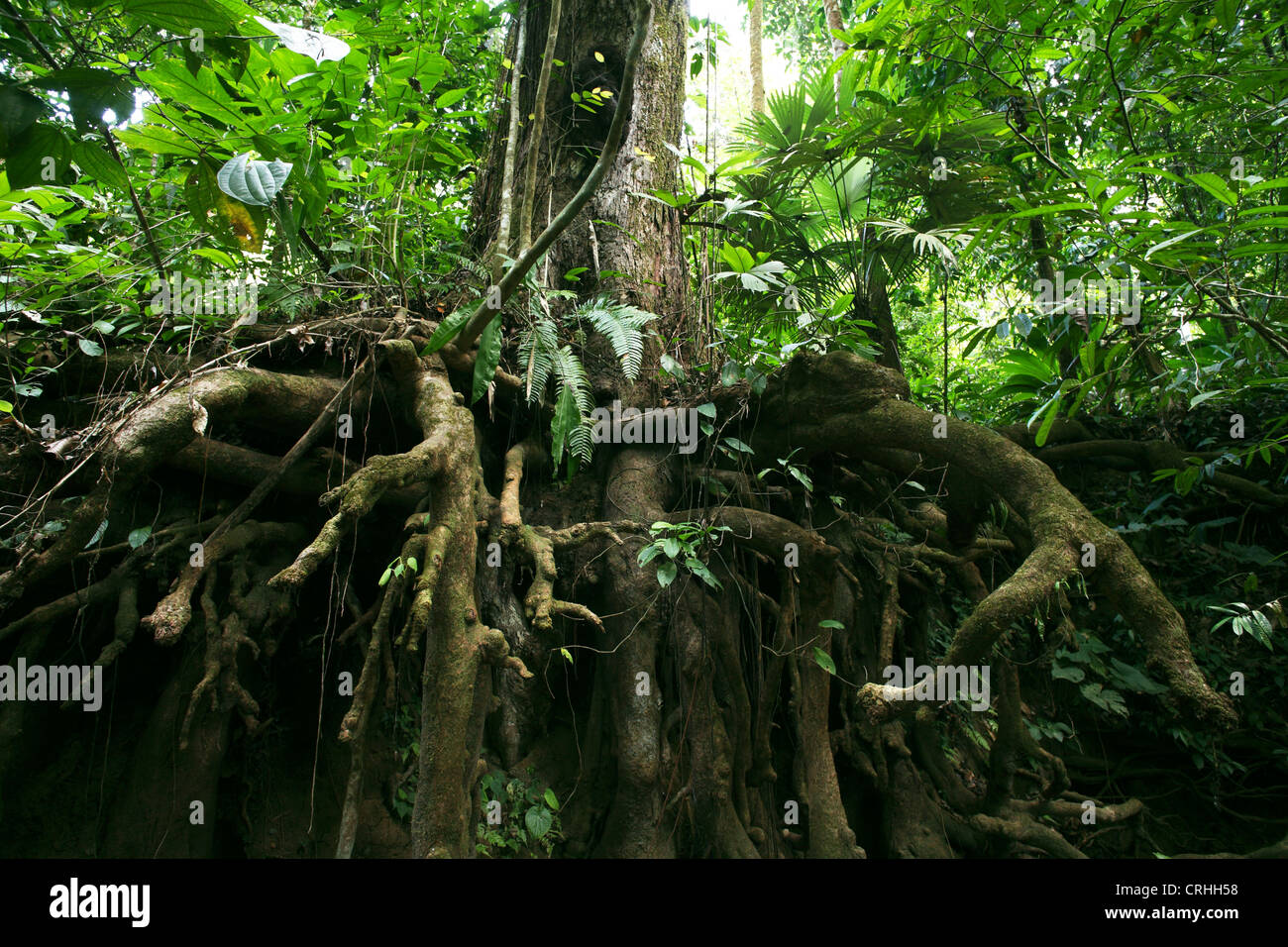Exposed tree roots in rainforest. Corcovado National Park, Osa ...