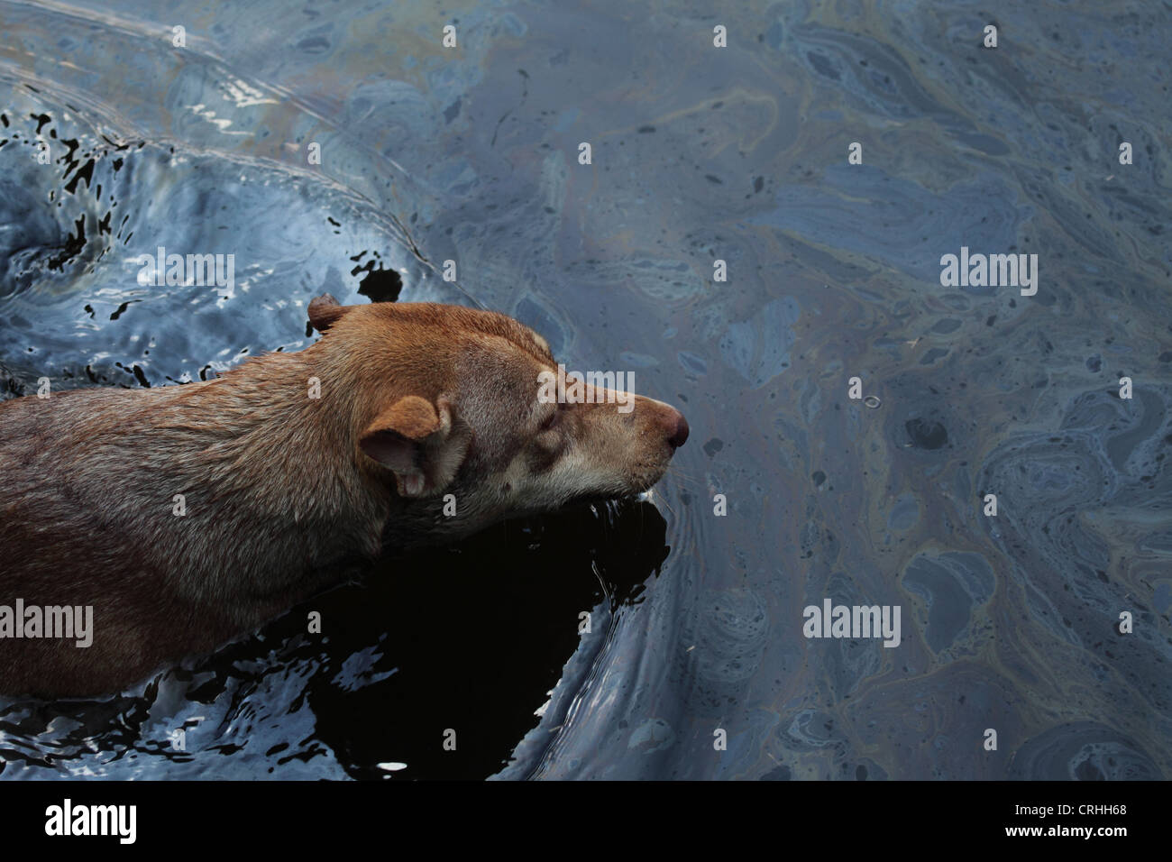 A dog wades into polluted flood waters Stock Photo - Alamy