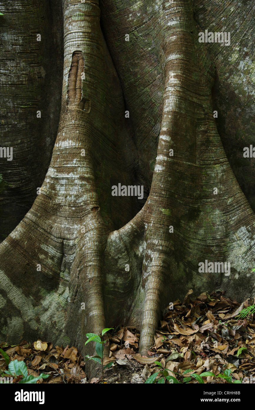 Rainforest buttress roots hi-res stock photography and images - Alamy