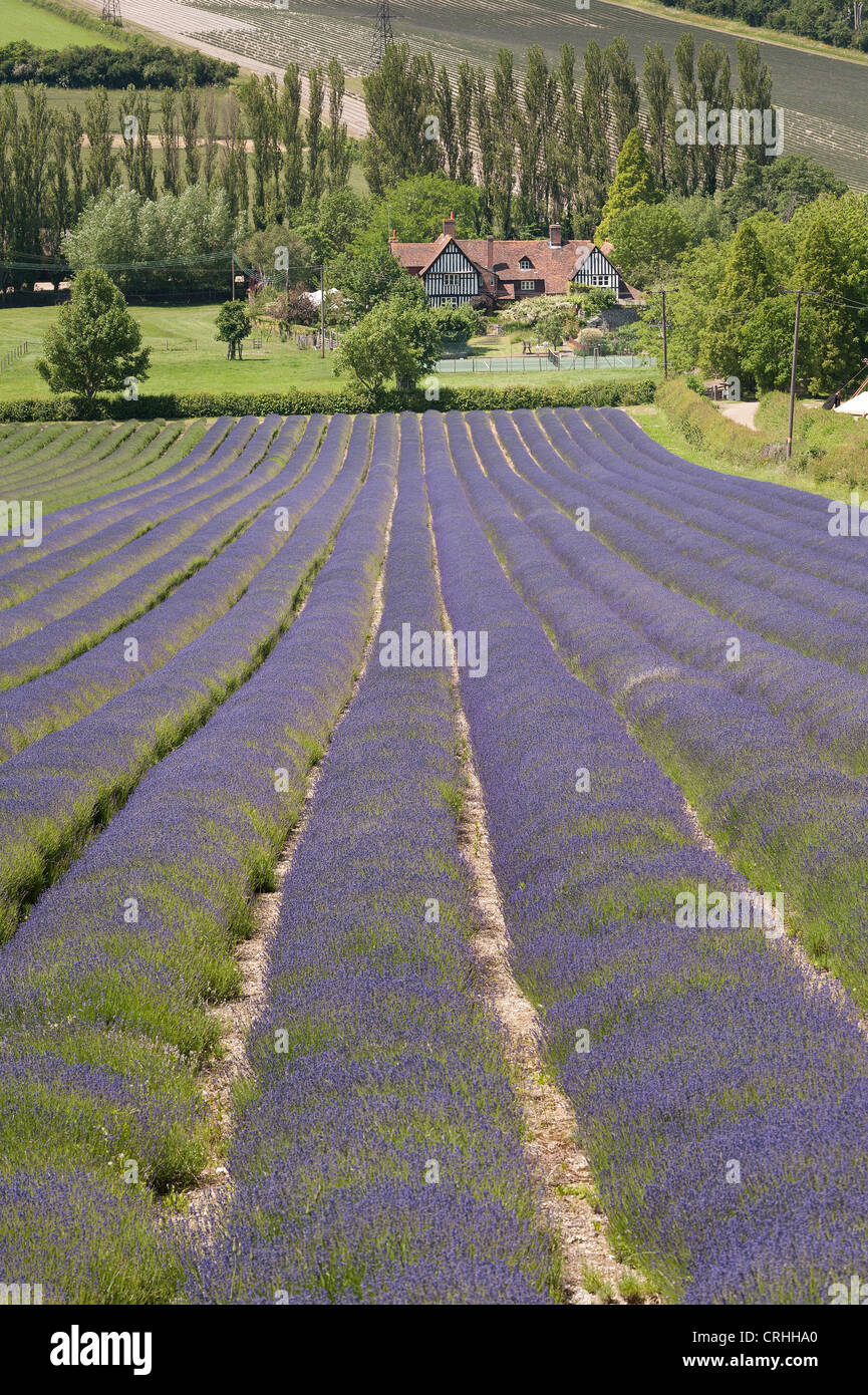 Lavender field in early stages of flowering on chalk valley Darent ...
