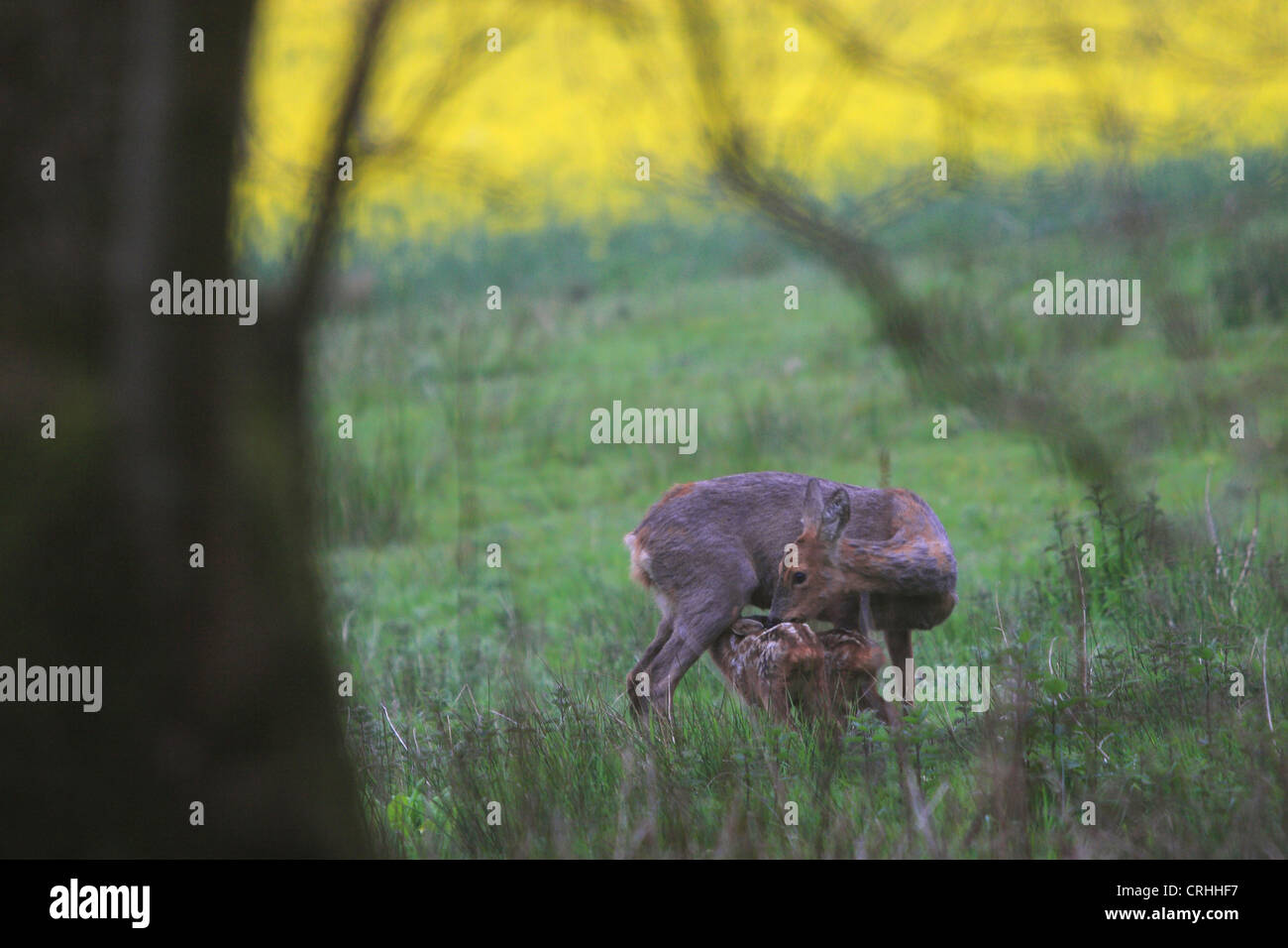 Roe Doe with Twin Kids (Capreolus Capreolus). Dorset, England Stock ...