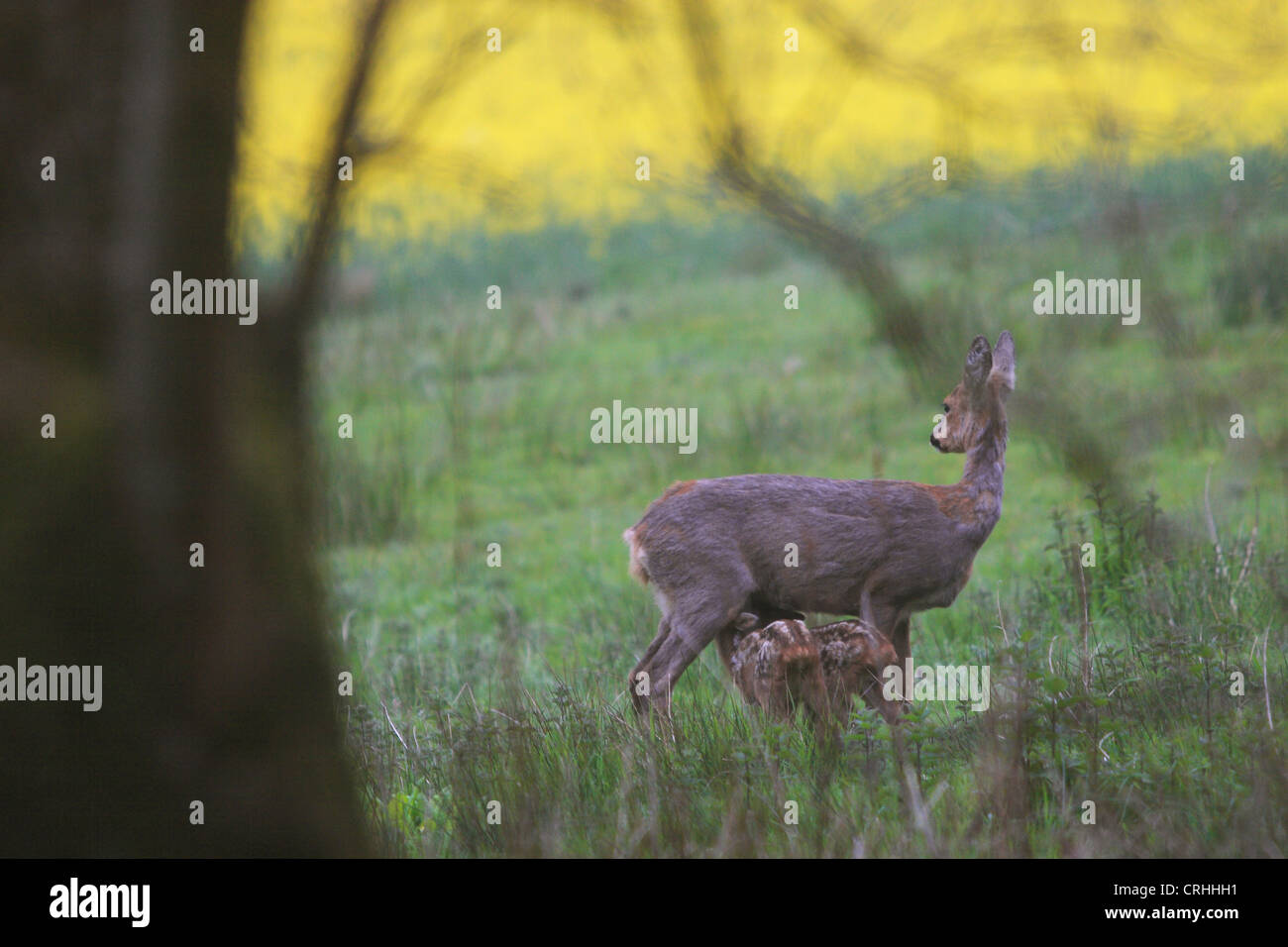 Roe Doe with Twin Kids (Capreolus Capreolus). Dorset, England Stock ...