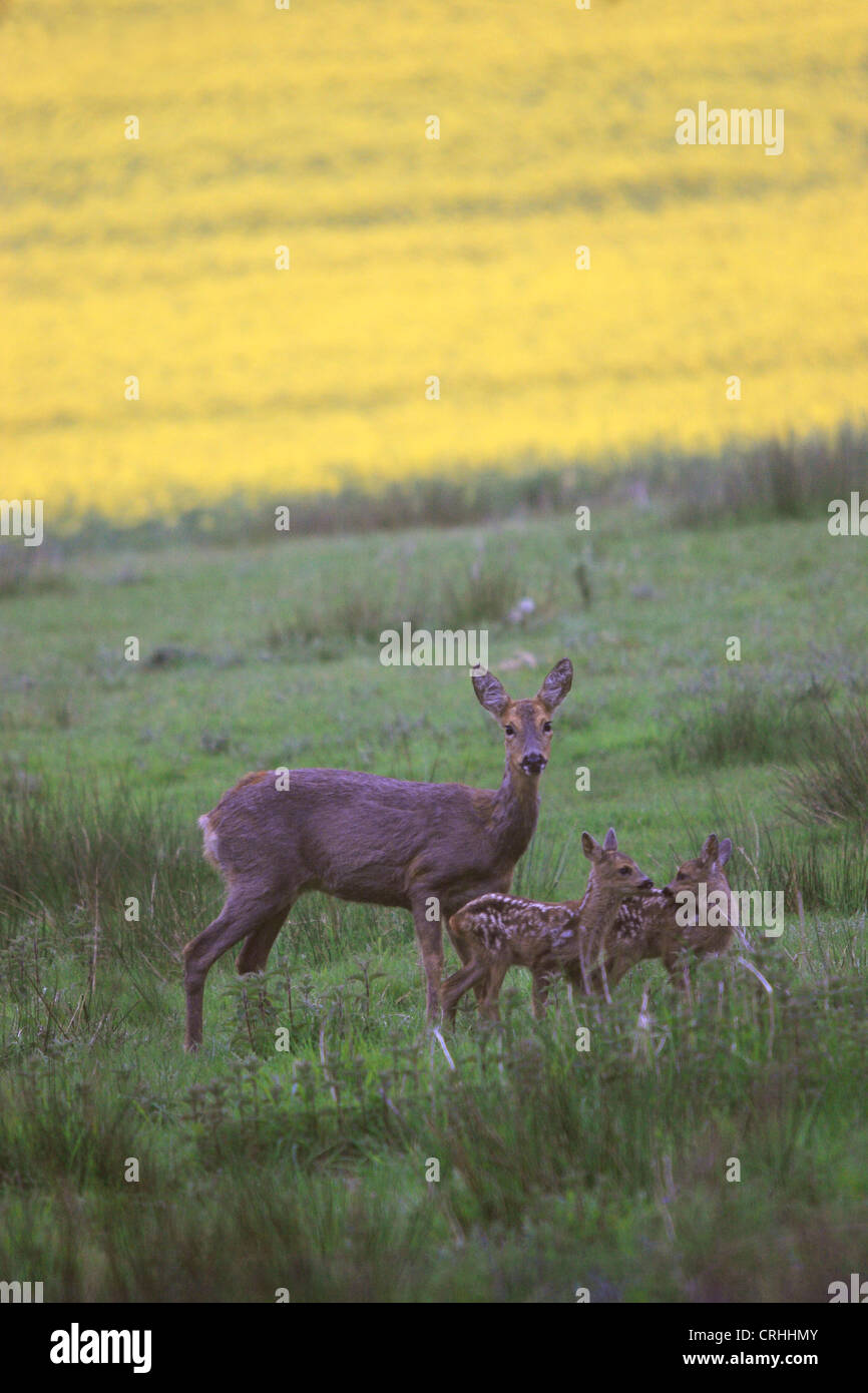 Roe doe deer twins hi-res stock photography and images - Alamy