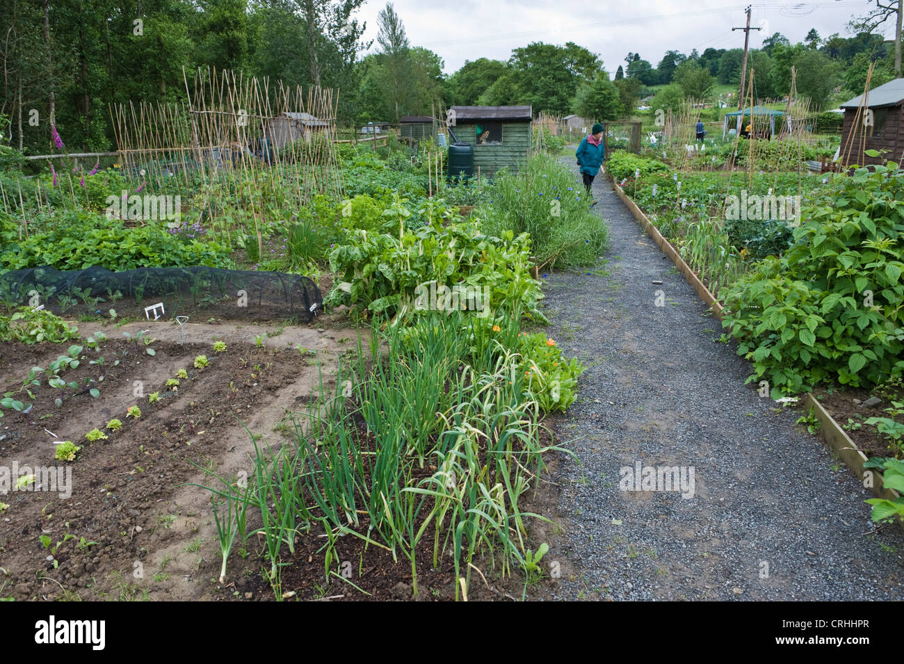 Vegetable plots and gravel path at community allotments in Presteigne ...