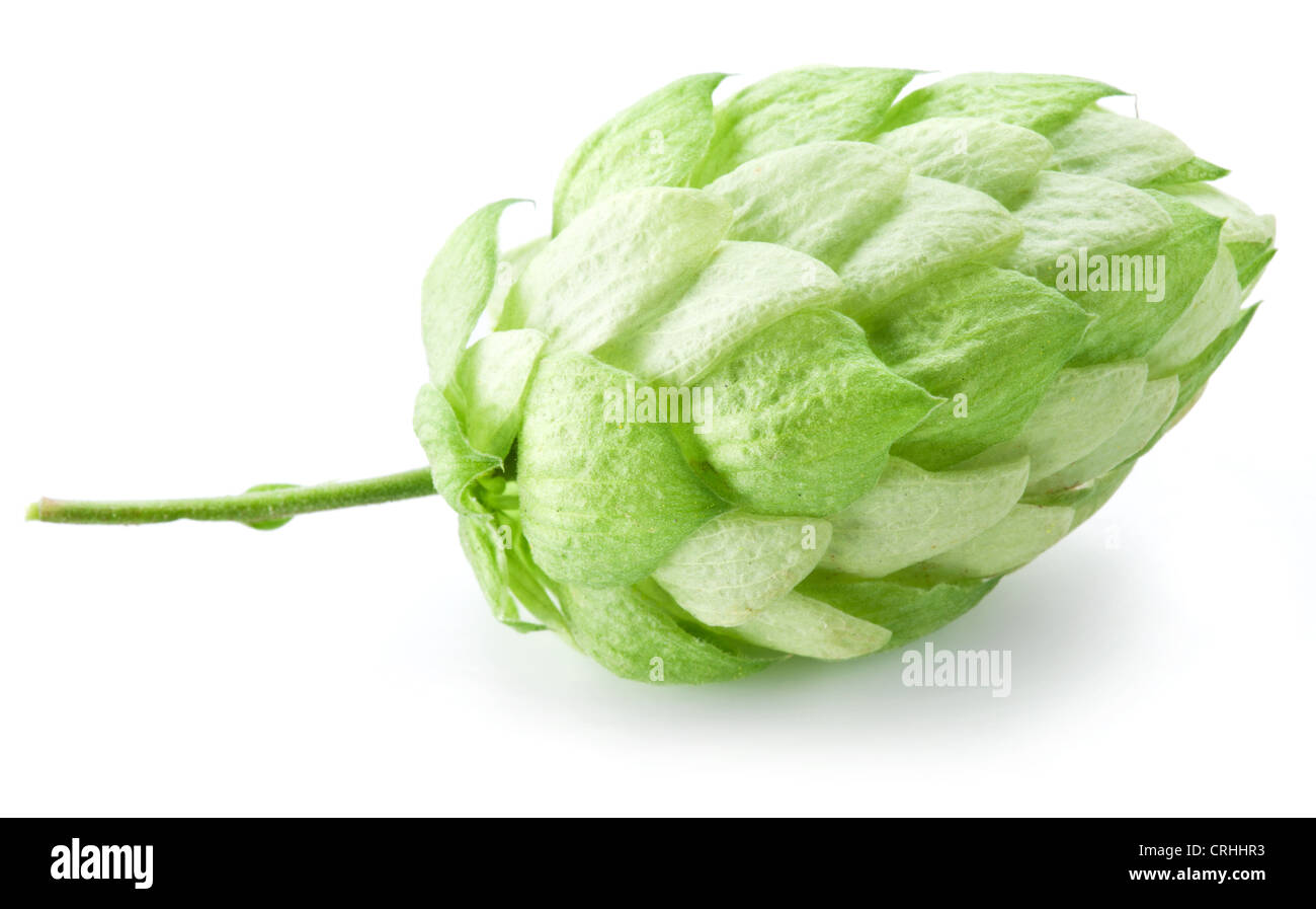 branch of hops on a white background Stock Photo - Alamy