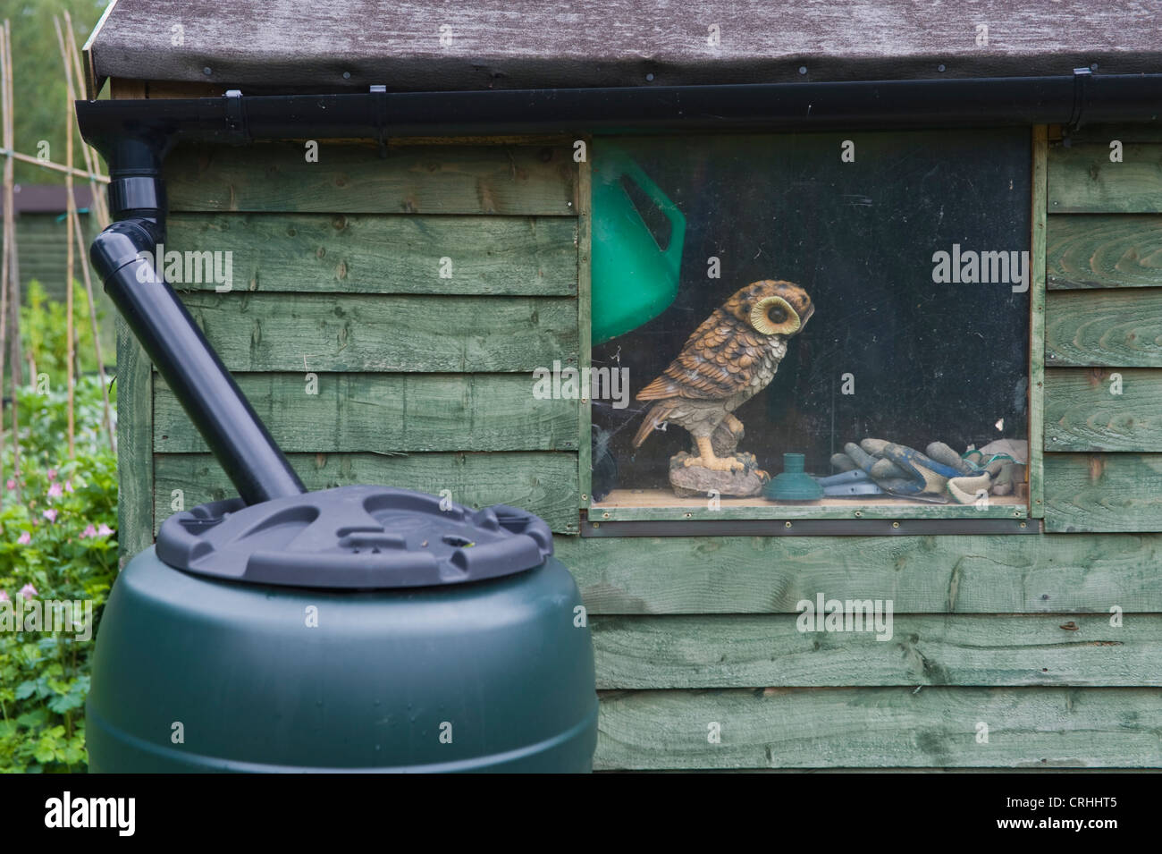 Dummy owl in window of shed on plot at community allotments in ...