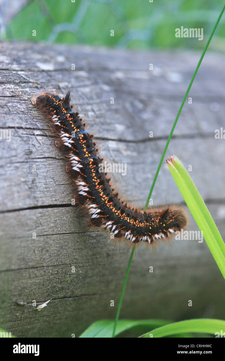 Drinker Morth Caterpillar (Philudoria potatoria Stock Photo - Alamy