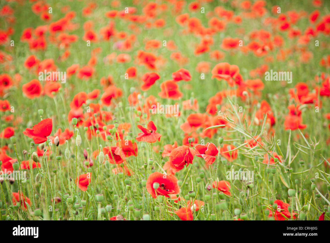 Field of wild poppy flowers Stock Photo - Alamy