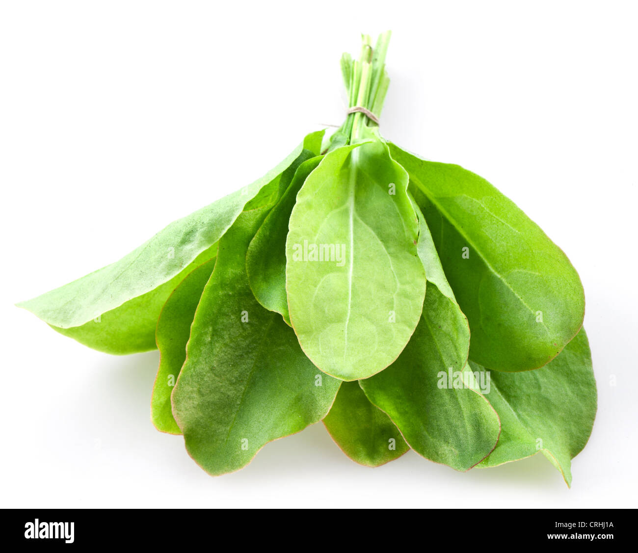 Sorrel hi-res stock photography and images - Alamy