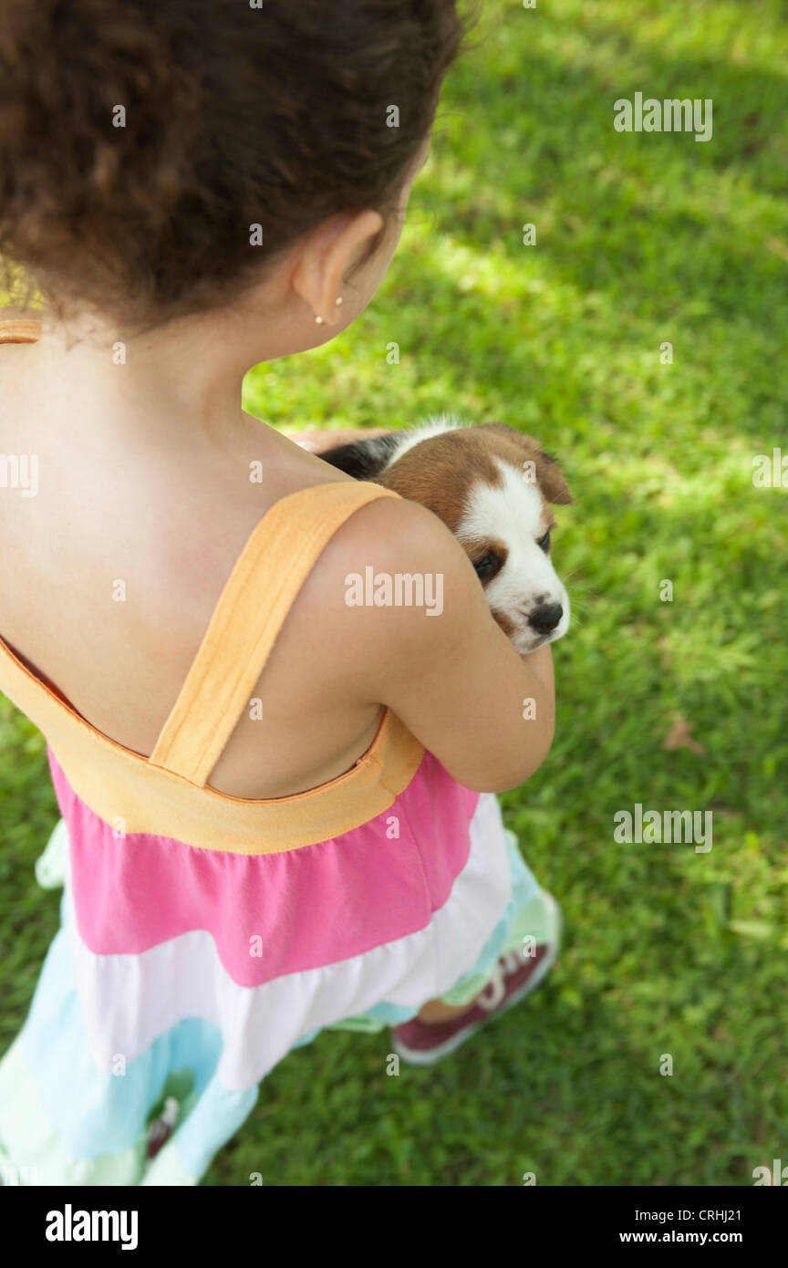 Back view beagles head hi-res stock photography and images - Alamy