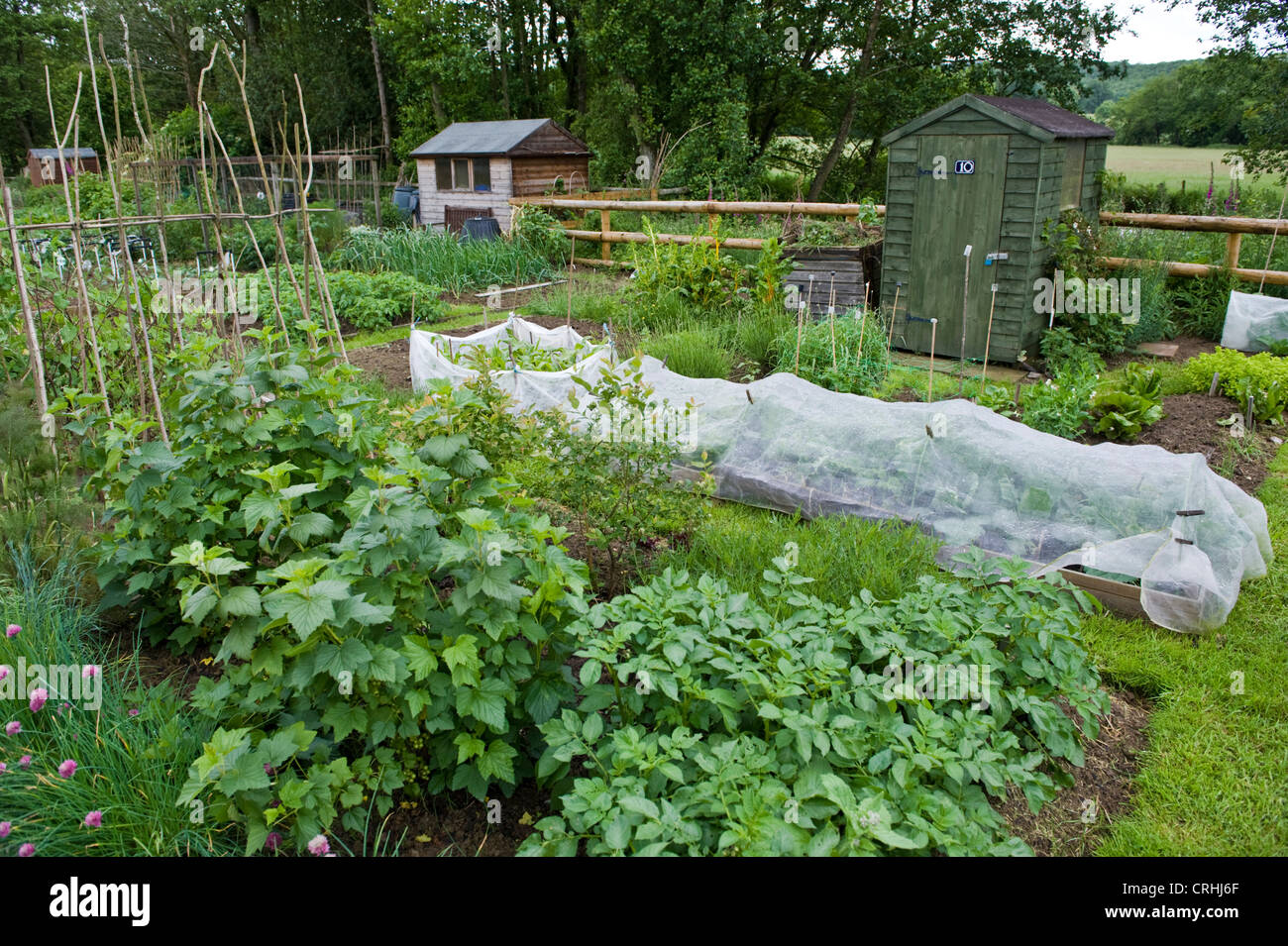 Vegetable plots with sheds at community allotments in Presteigne Powys ...