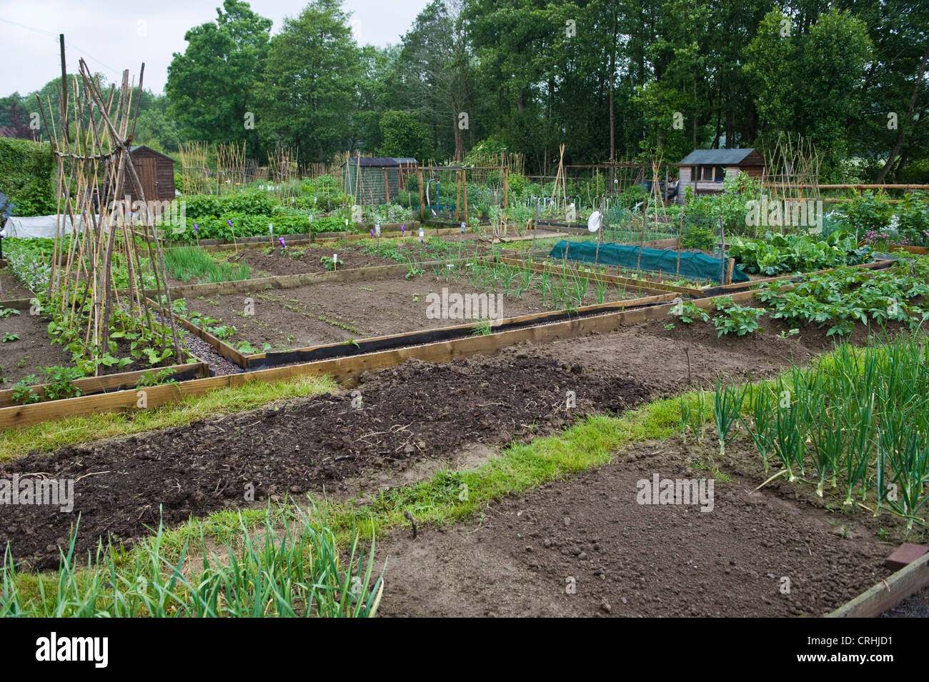 View over vegetable plots at community allotments in Presteigne Powys ...