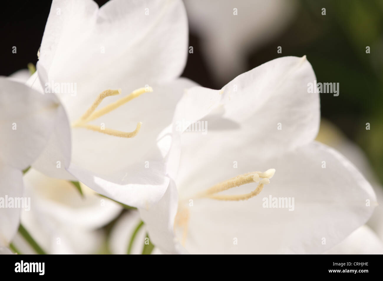 White Canterbury bells flower in bright sunshine on summer day Stock ...