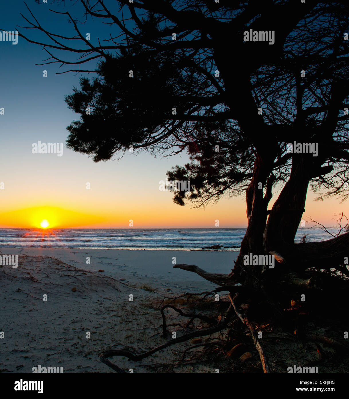 Tree growing on beach at sunrise Stock Photo - Alamy