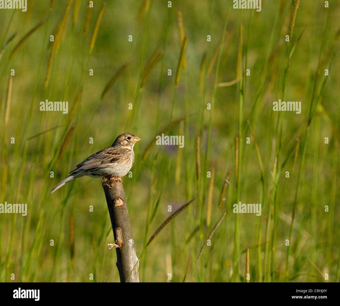 Corn Bunting on Bulgarian Steppes Stock Photo - Alamy