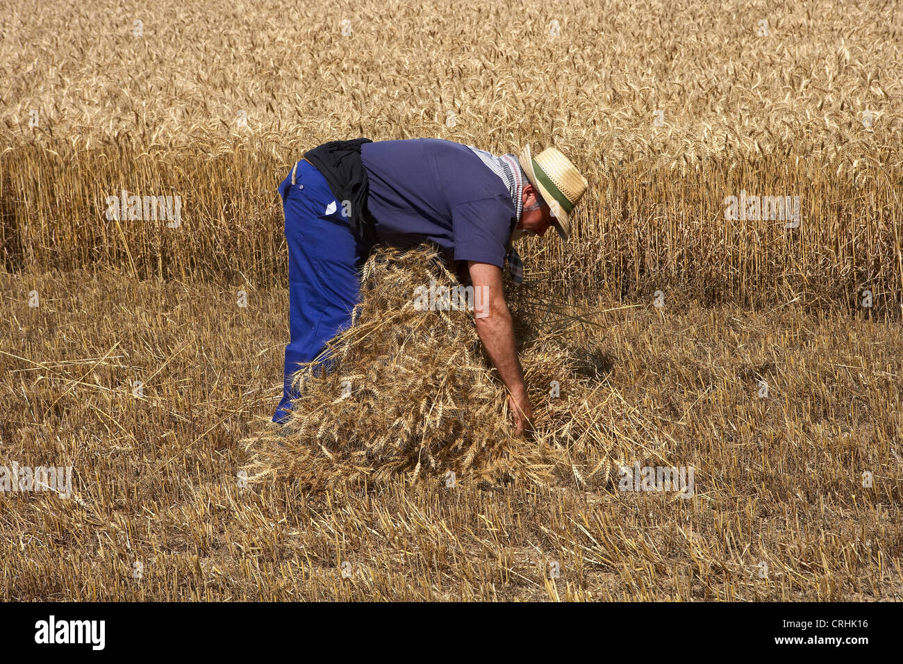 Farmer on a wheat field binding spikes Stock Photo - Alamy