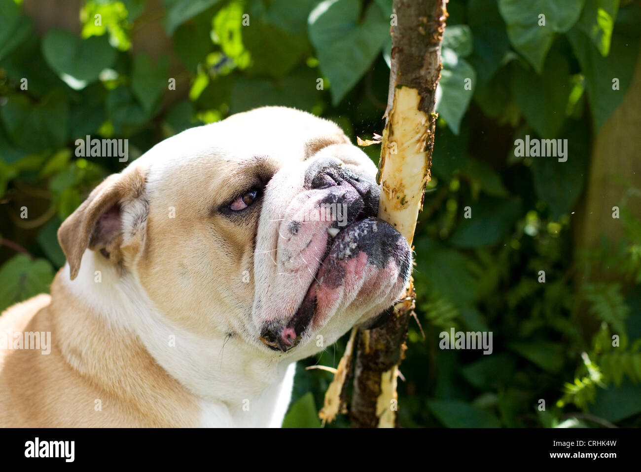 British Bull Dog Attacking a tree Canis lupus familiaris Stock Photo ...