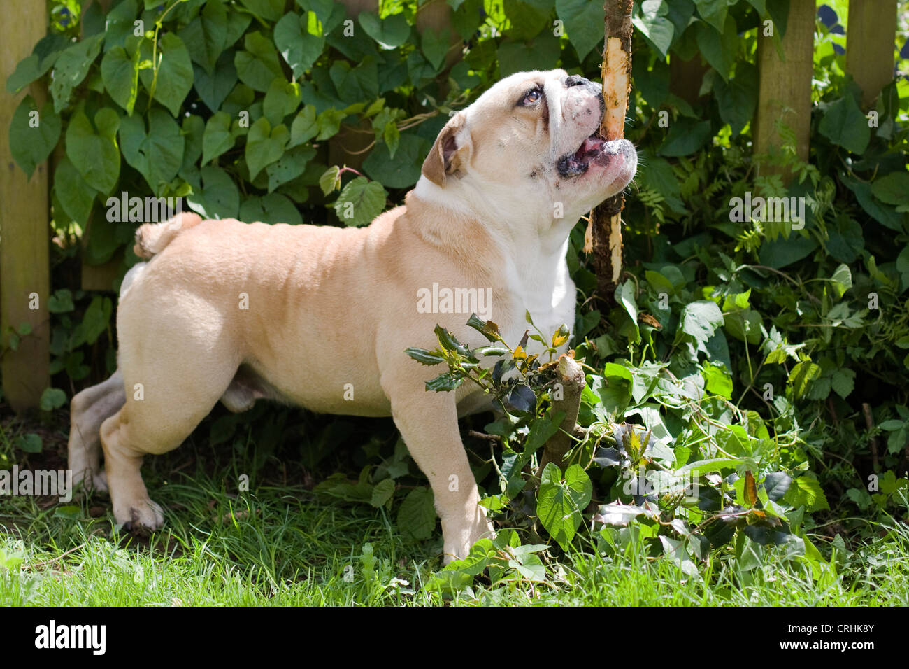 Old english bull dog bulldog hi-res stock photography and images - Alamy