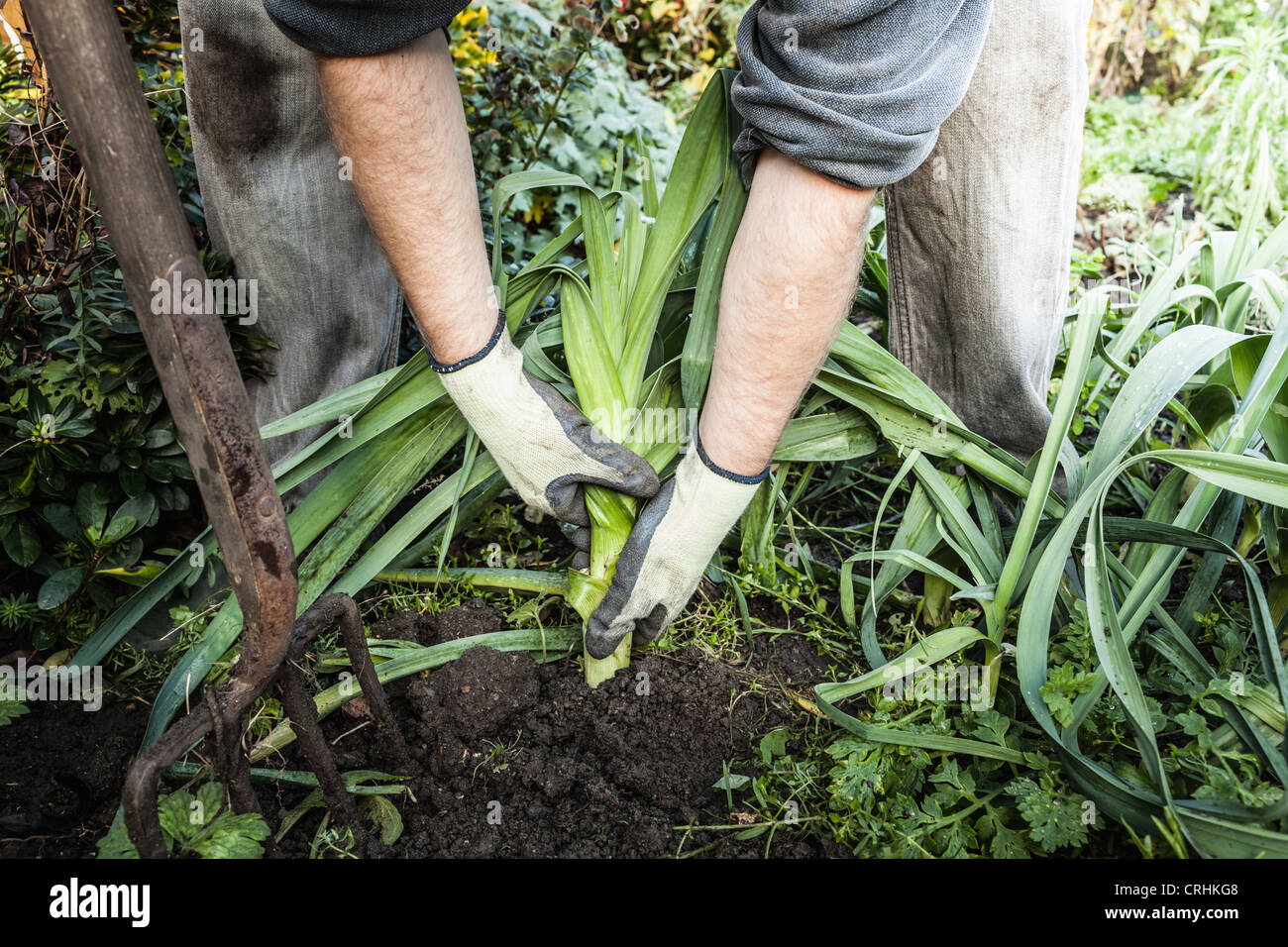 Man digging up vegetables in garden Stock Photo - Alamy