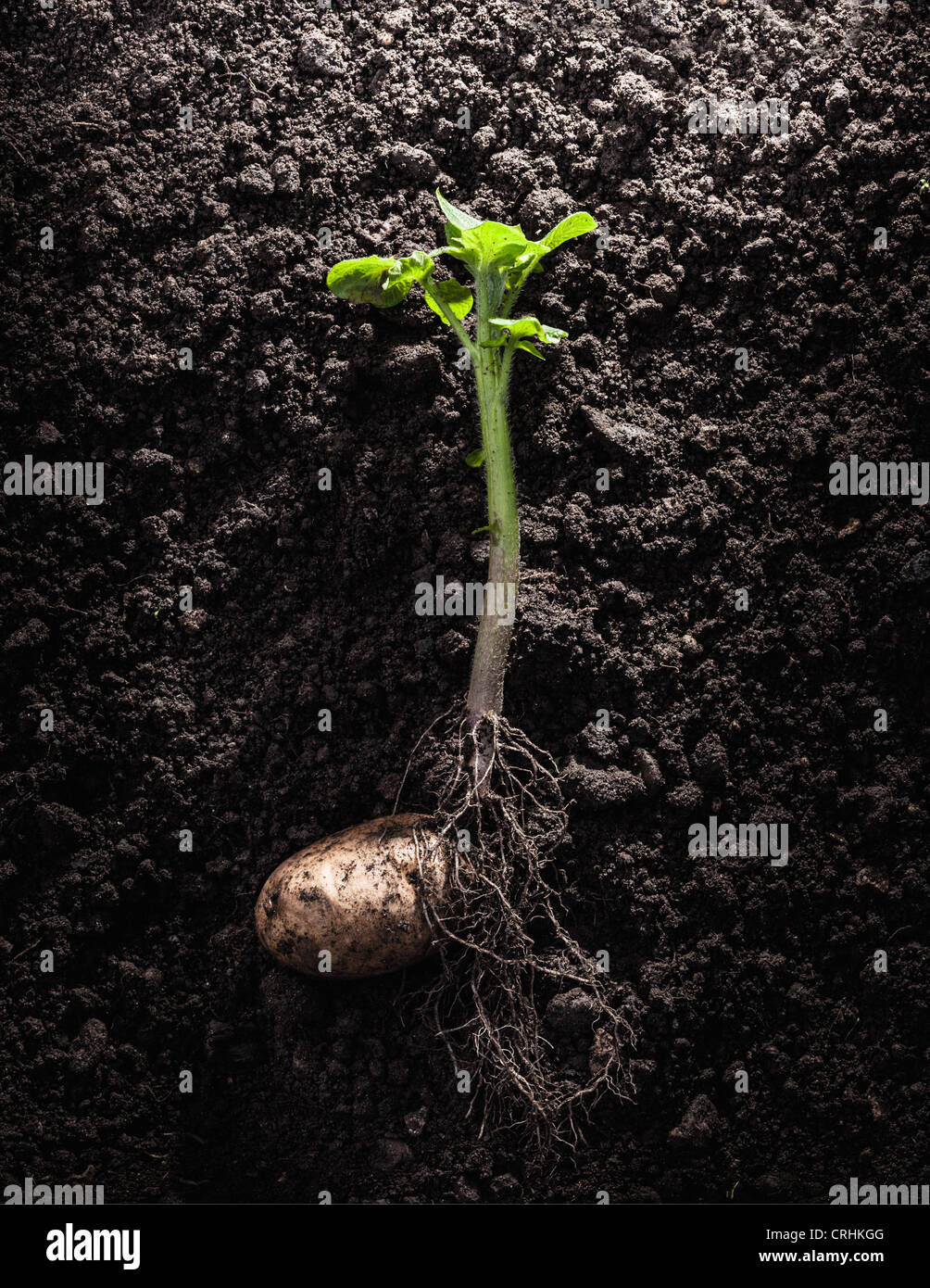 Potato Roots Stock Photos & Potato Roots Stock Images - Alamy