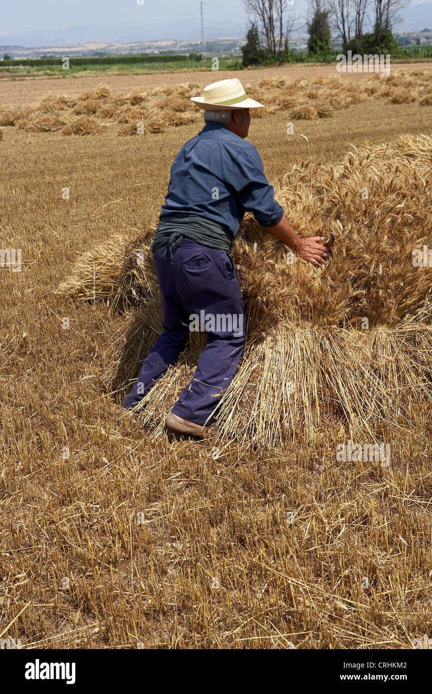 Farmer on a wheat field binding spikes Stock Photo - Alamy