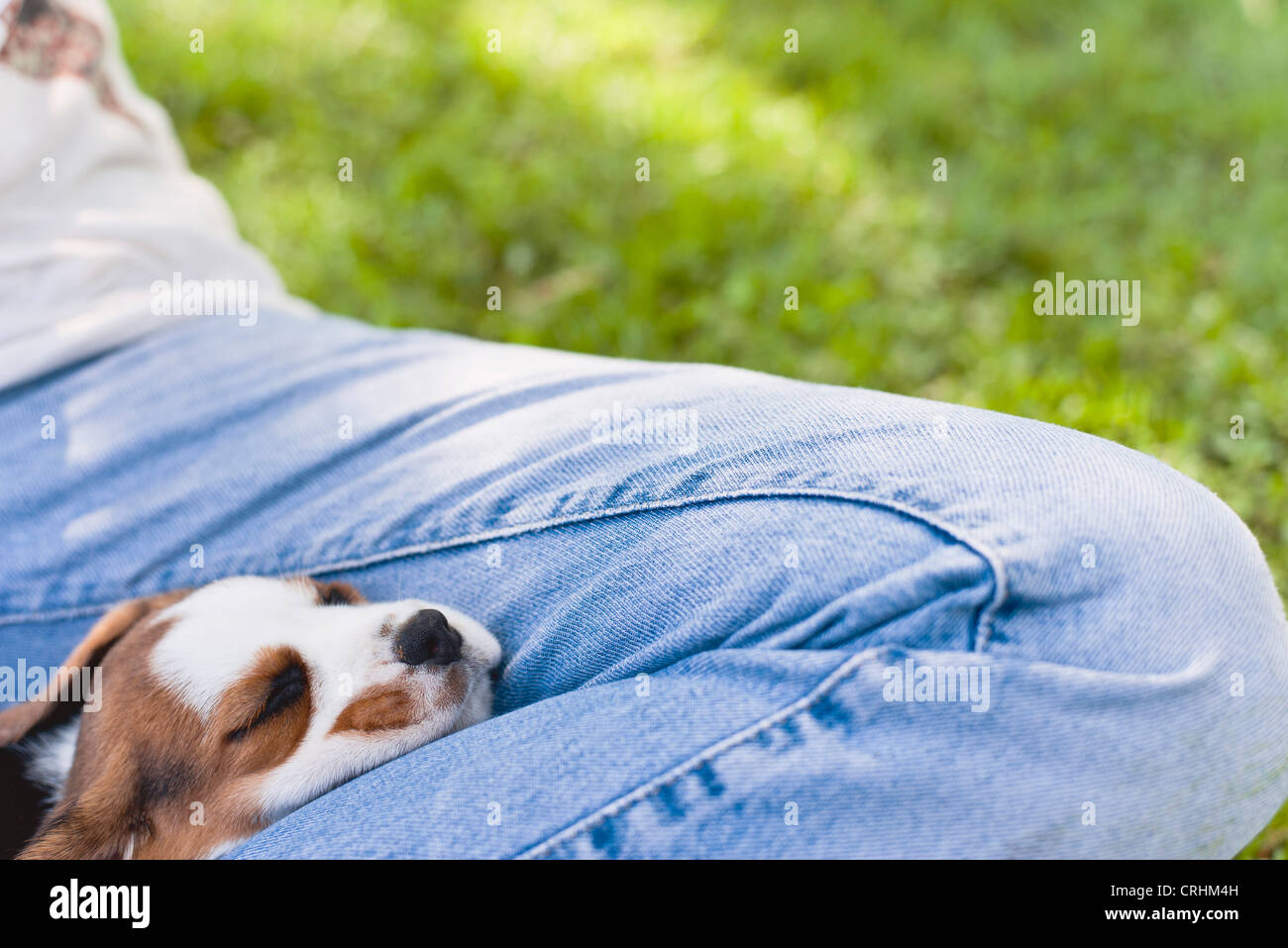 Beagle puppy napping on man's lap Stock Photo - Alamy