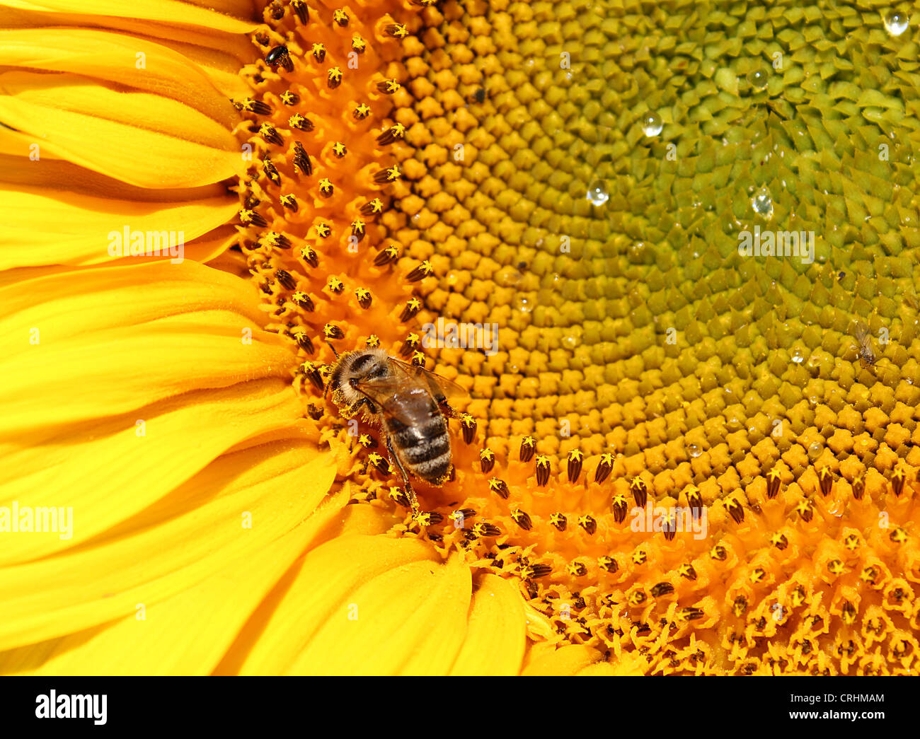 Animal sunflower hi-res stock photography and images - Alamy