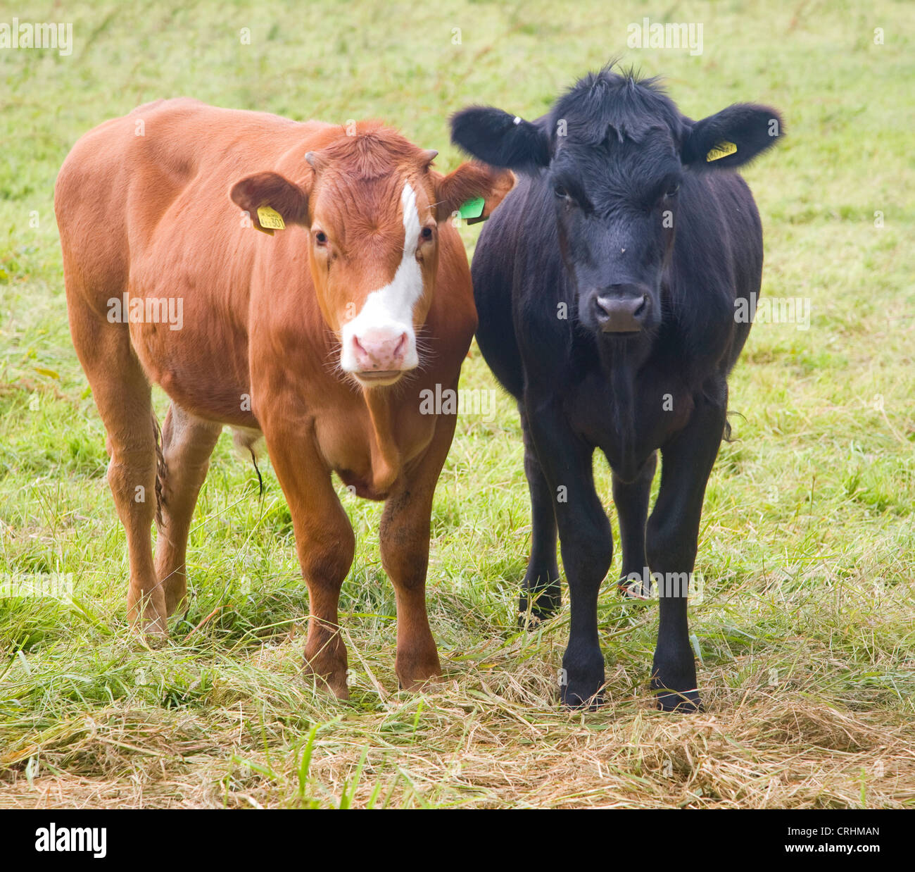 Two young calves stand in field Shipmeadow Suffolk England Stock Photo ...