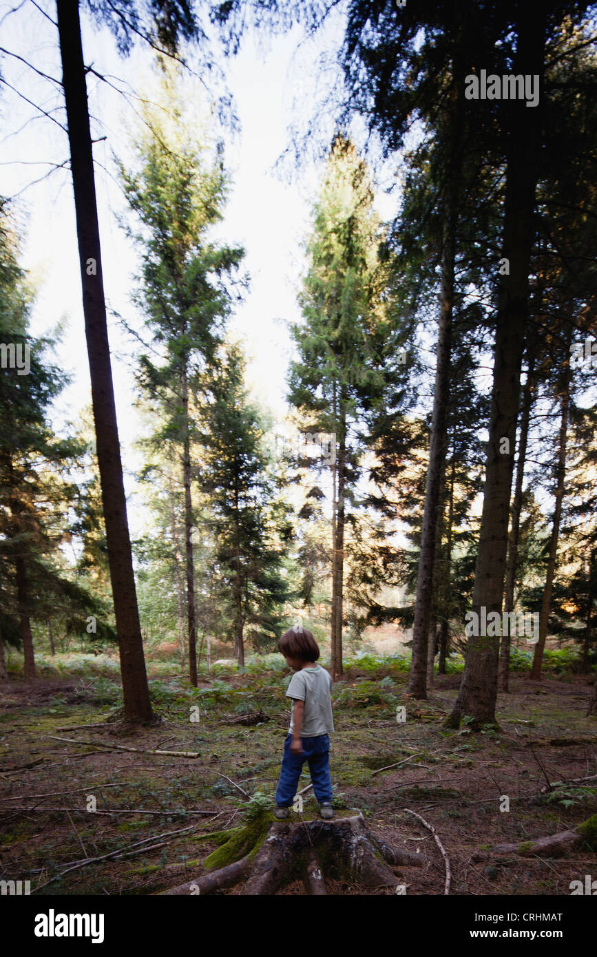 Boy standing on tree stump in woods Stock Photo - Alamy
