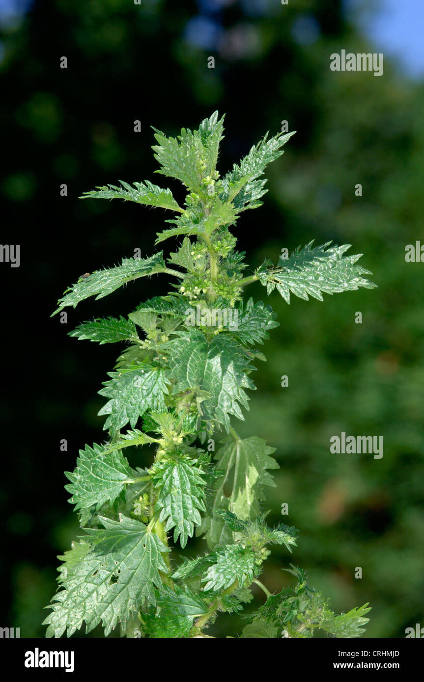 SMALL NETTLE Urtica urens (Urticacae Stock Photo - Alamy