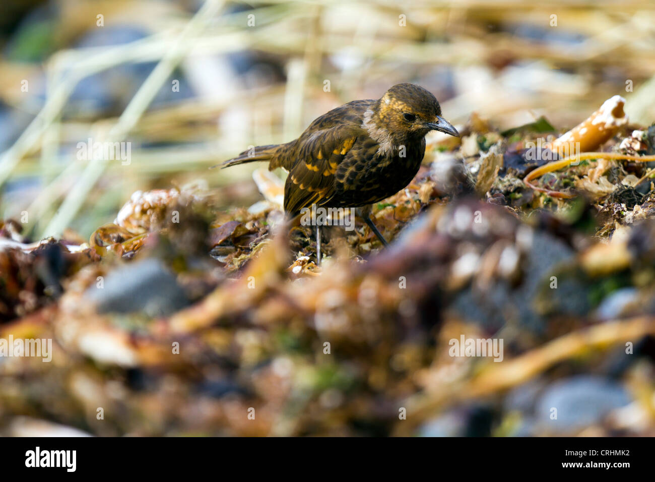 Tristan Thrush, photographed on Inaccessible Island, South Atlantic ...