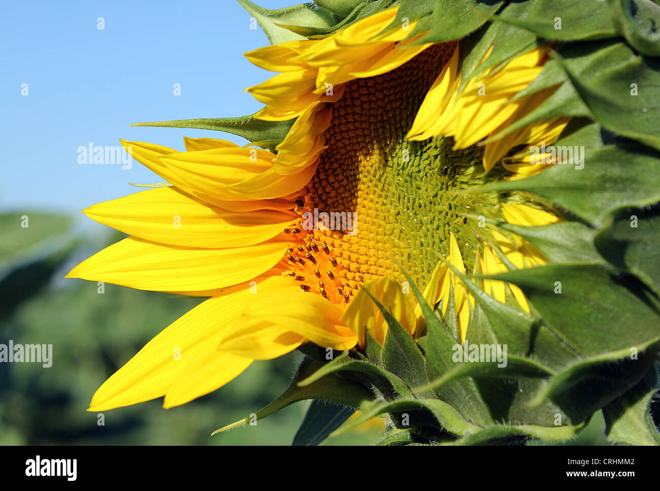 Opening sunflower hi-res stock photography and images - Alamy