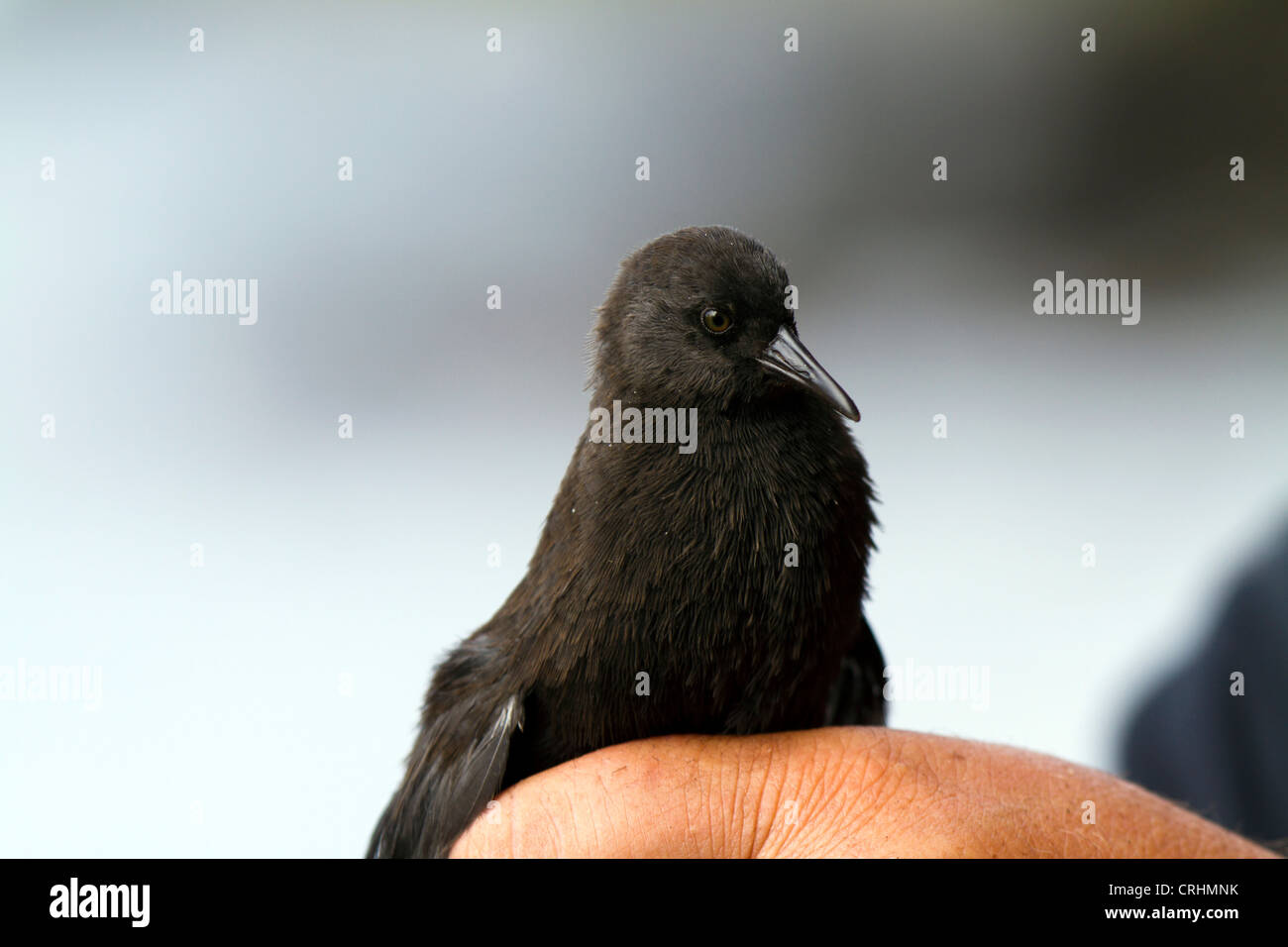 The rare Inaccessible Island Flightless Rail, Inaccessible Island ...