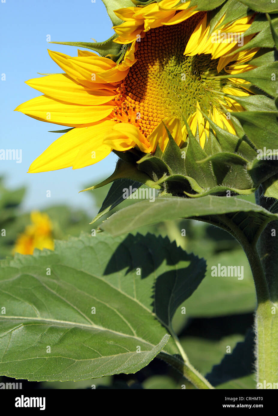 opening sunflower in the field against blue sky Stock Photo - Alamy