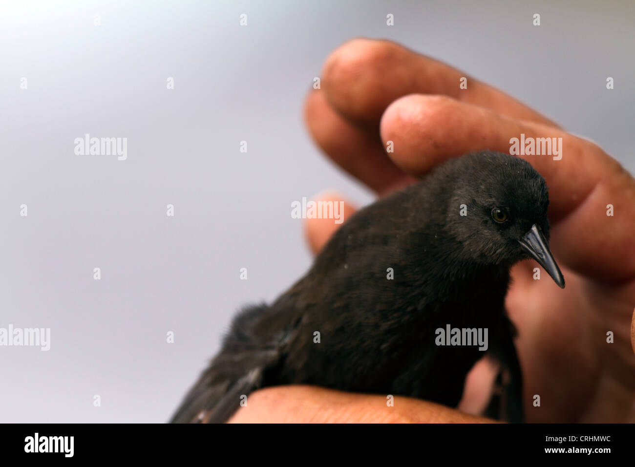 Flightless rail hi-res stock photography and images - Alamy
