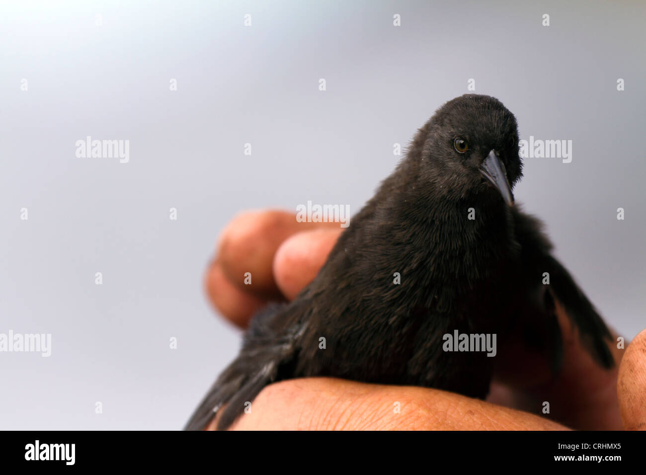 The rare Inaccessible Island Flightless Rail, Inaccessible Island ...