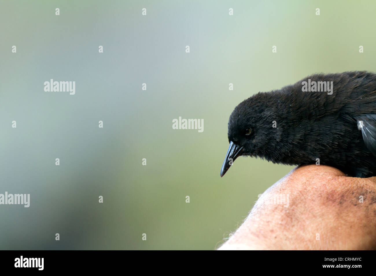 The rare Inaccessible Island Flightless Rail, Inaccessible Island ...