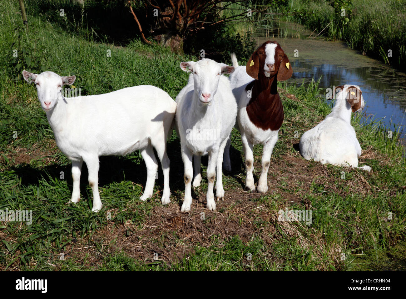 four goats in grassy meadow behind ditch Stock Photo - Alamy