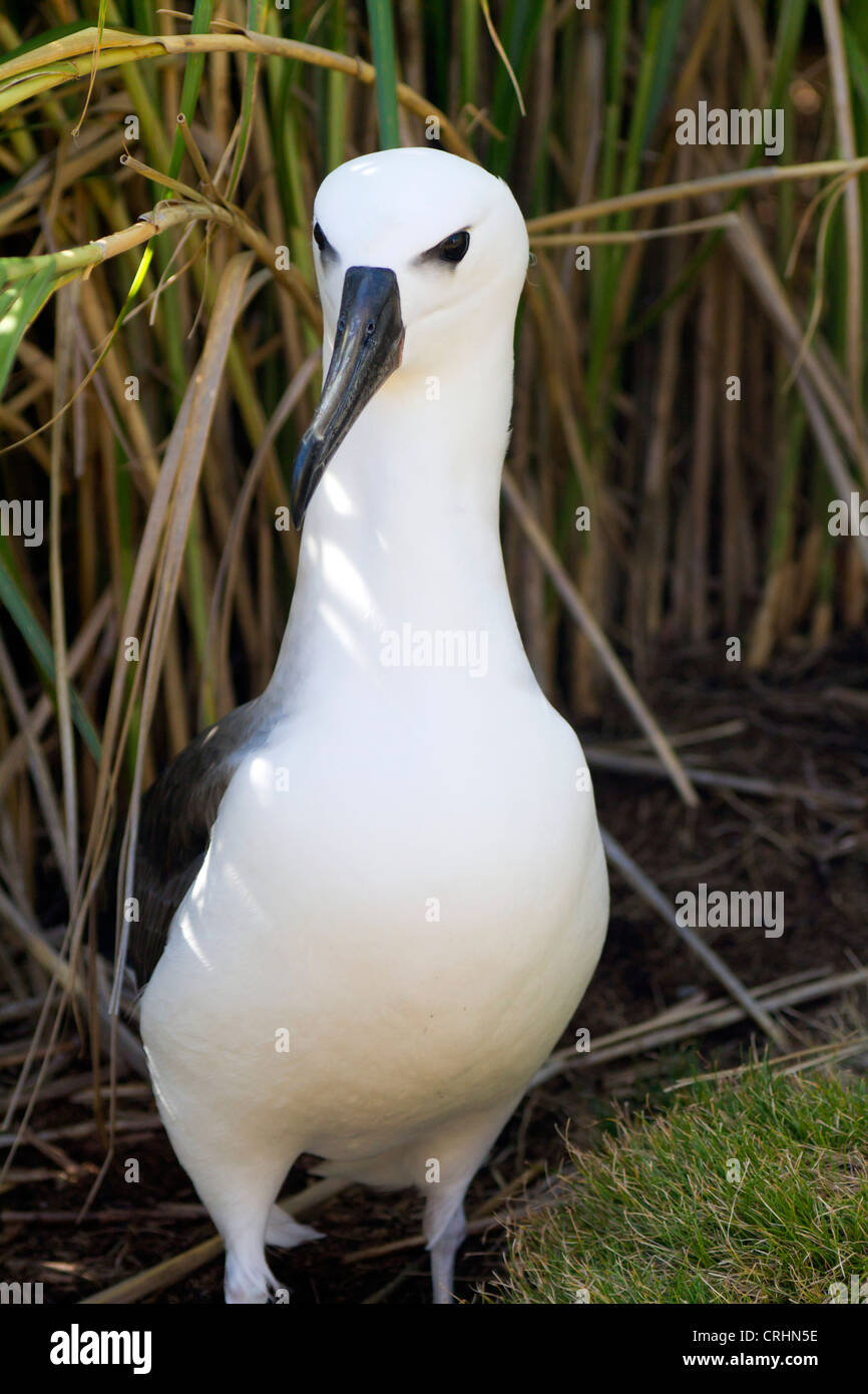 Juvenile Western Atlantic Yellow-nosed Albatross, South Atlantic Ocean ...