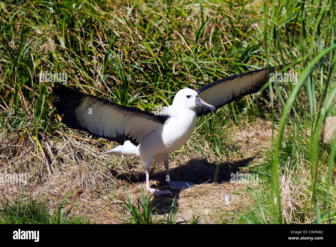 Western Atlantic Yellow-nosed Albatross stretching its wings, South ...