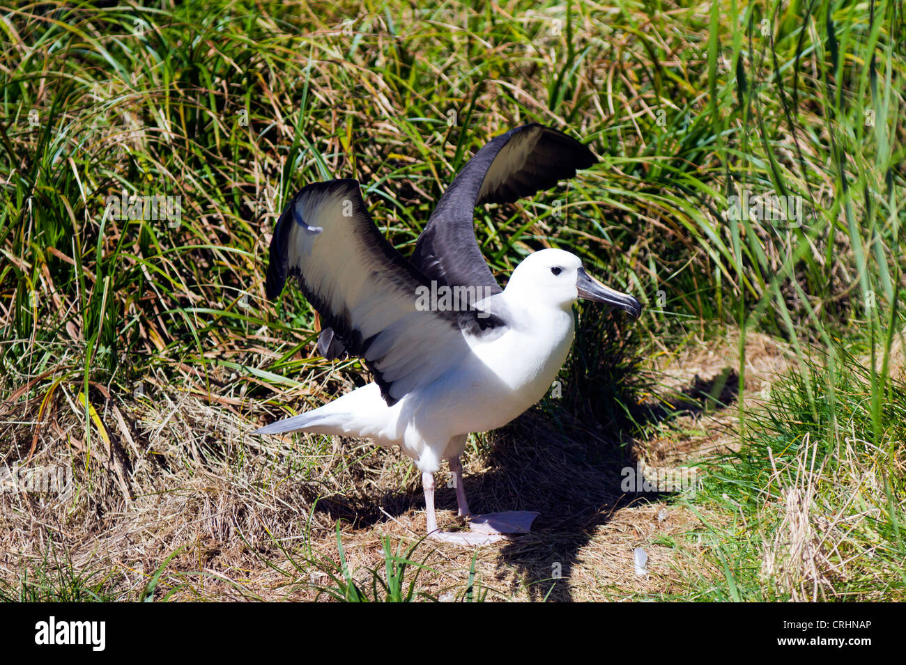 Western Atlantic Yellow-nosed Albatross stretches its wings, South ...
