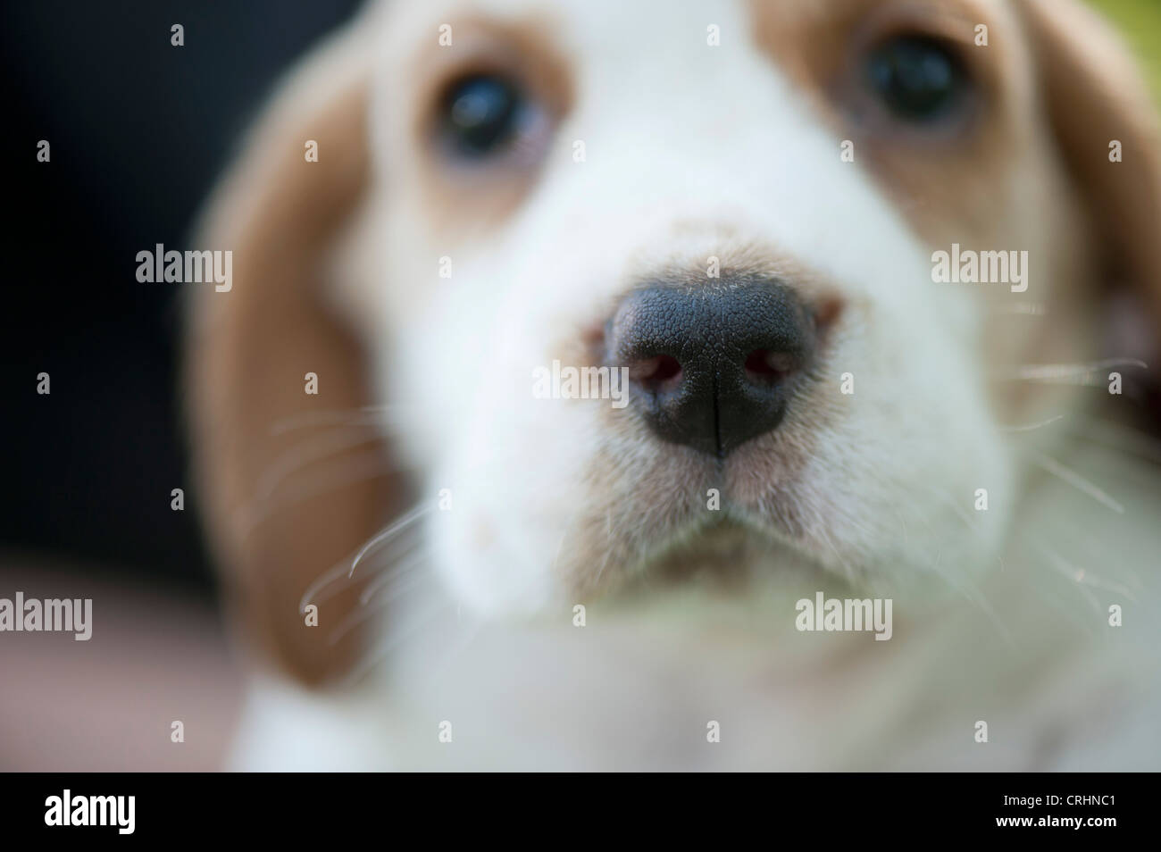 Beagle puppy, focus on nose Stock Photo - Alamy