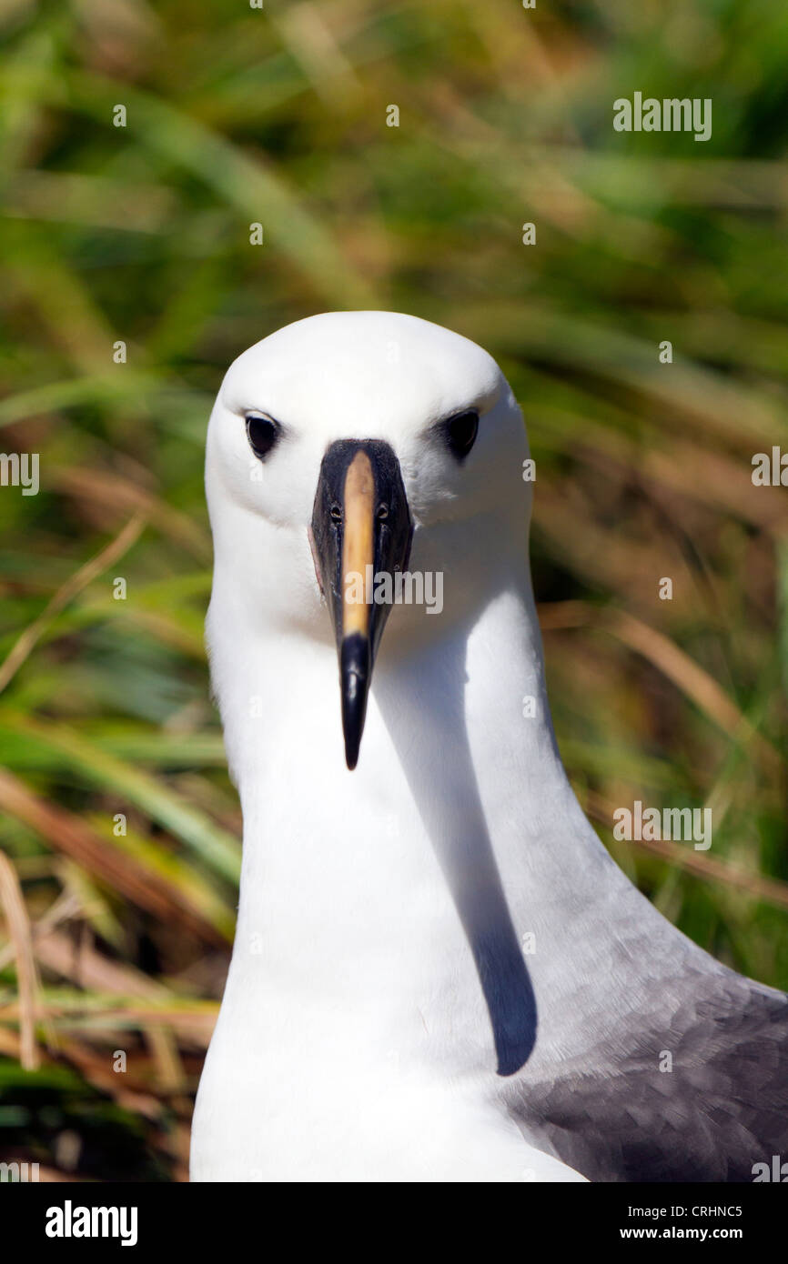 Western Atlantic Yellow-nosed Albatross, Nightingale Island, South ...