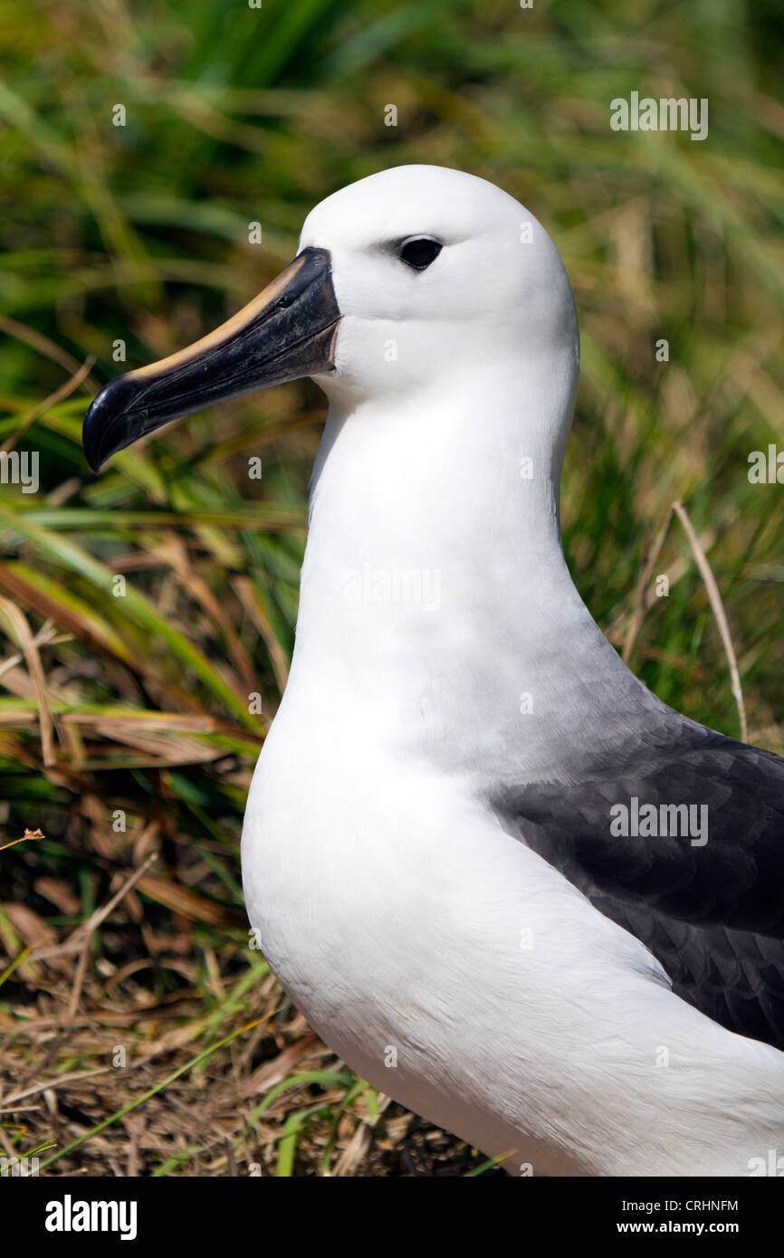 Western Atlantic Yellow-nosed Albatross, Nightingale Island, South ...