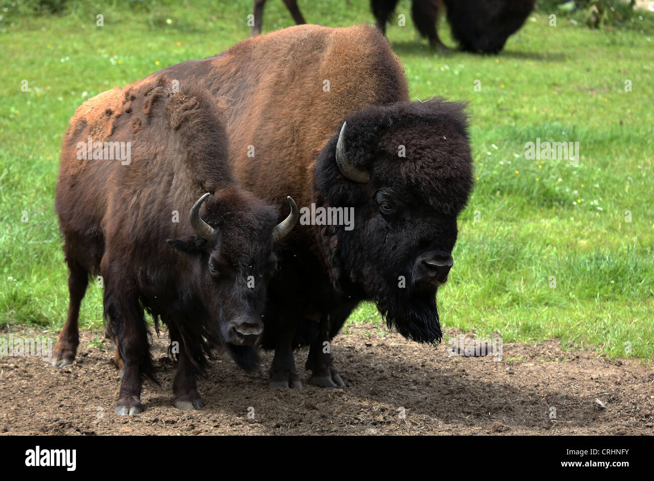 Female Bison High Resolution Stock Photography and Images - Alamy