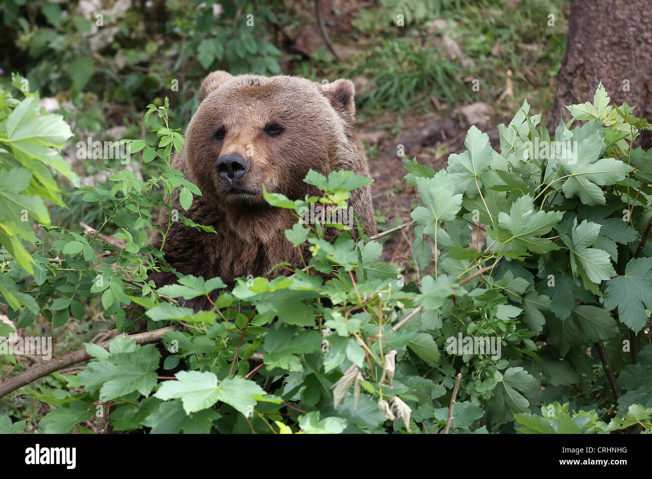 Sitting brown bear eating grass hi-res stock photography and images - Alamy