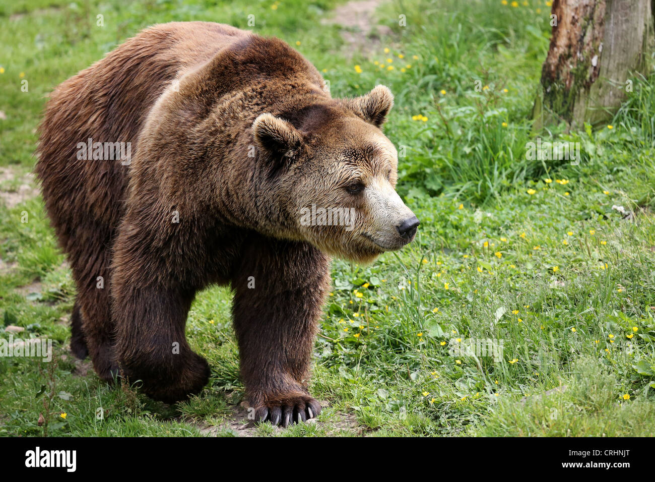 Swiss bear hi-res stock photography and images - Alamy